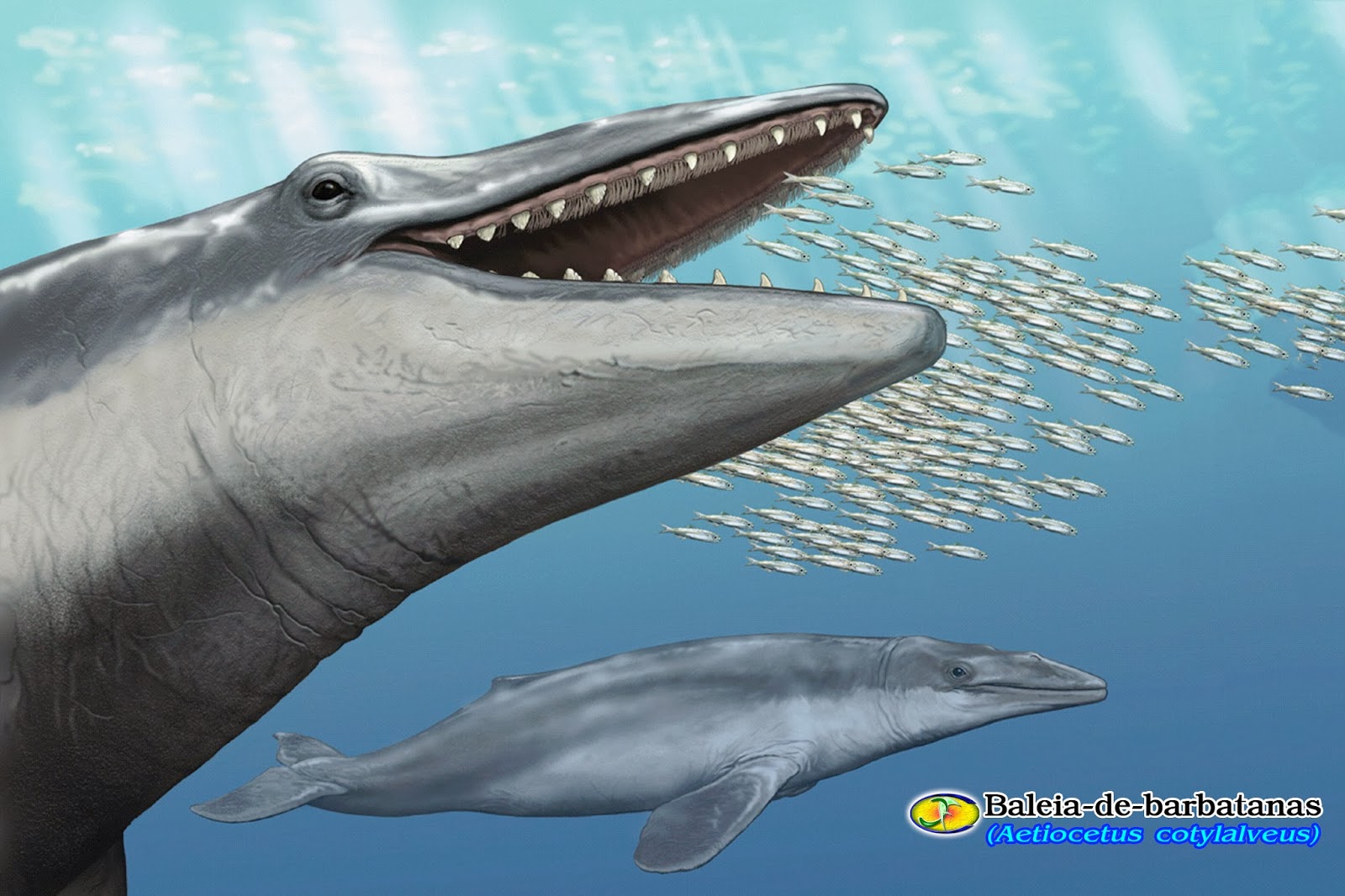 Zoologia: Baleia-de-barbatanas (Aetiocetus cotylalveus)